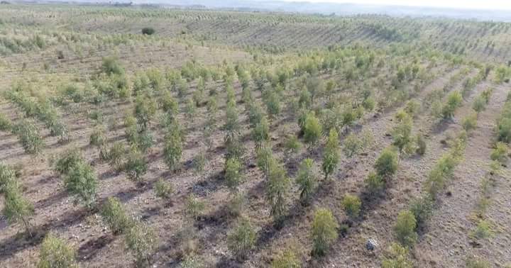 Effects of Billion Tree Tsunami - clearly visible after 4 years ...