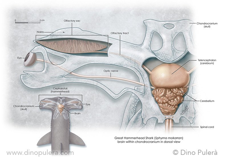 Hammerhead Shark Diagram