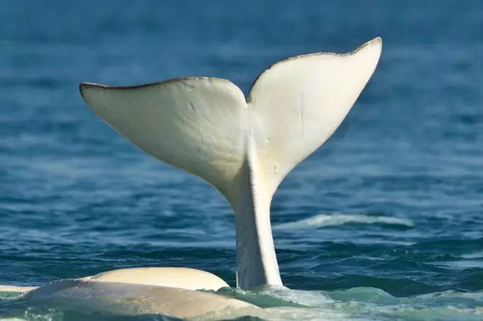 Hundreds Of Beluga Whales Captured In Rare And Stunning Arctic Drone