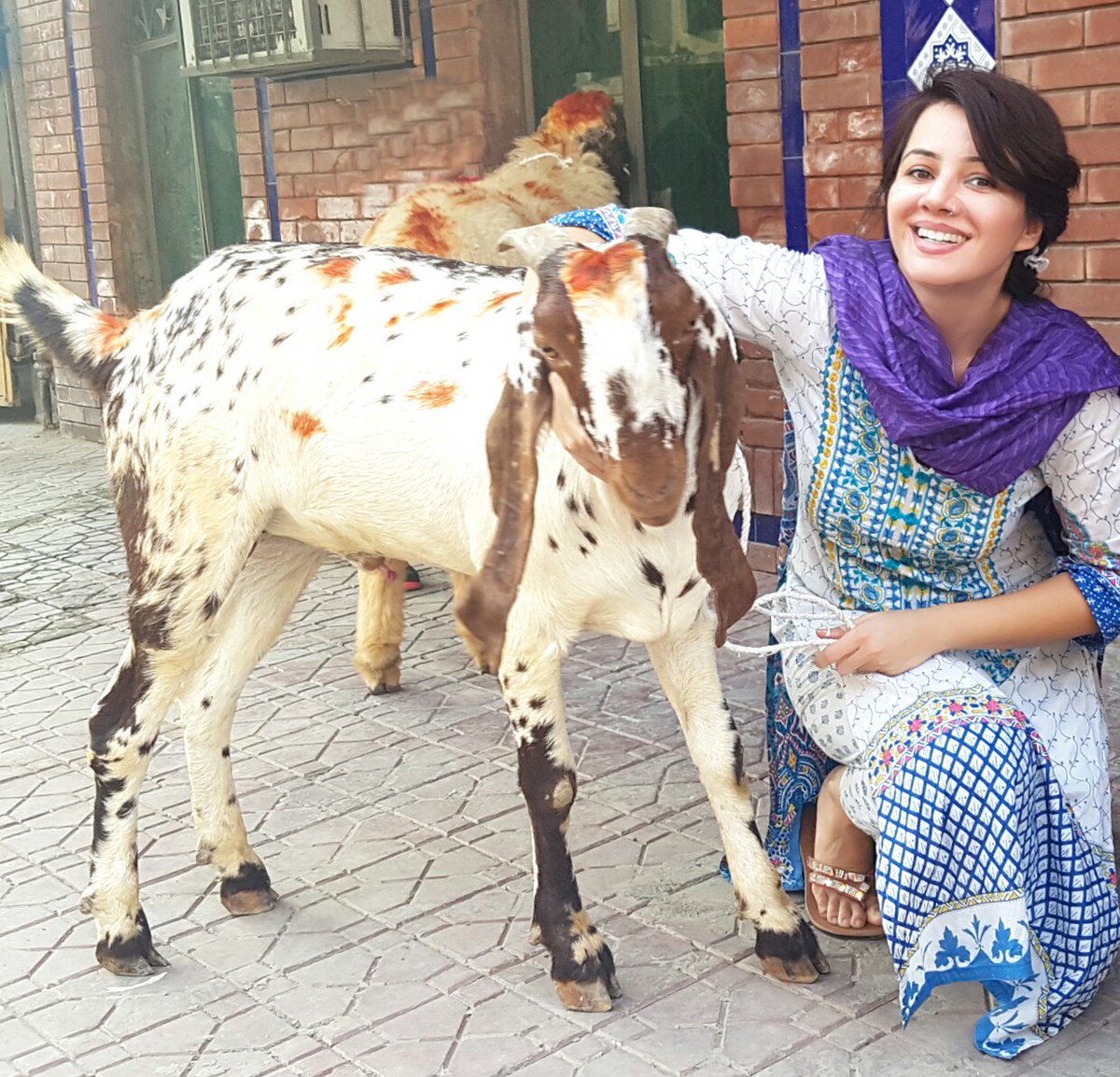 Qurbani Ka Janwar
