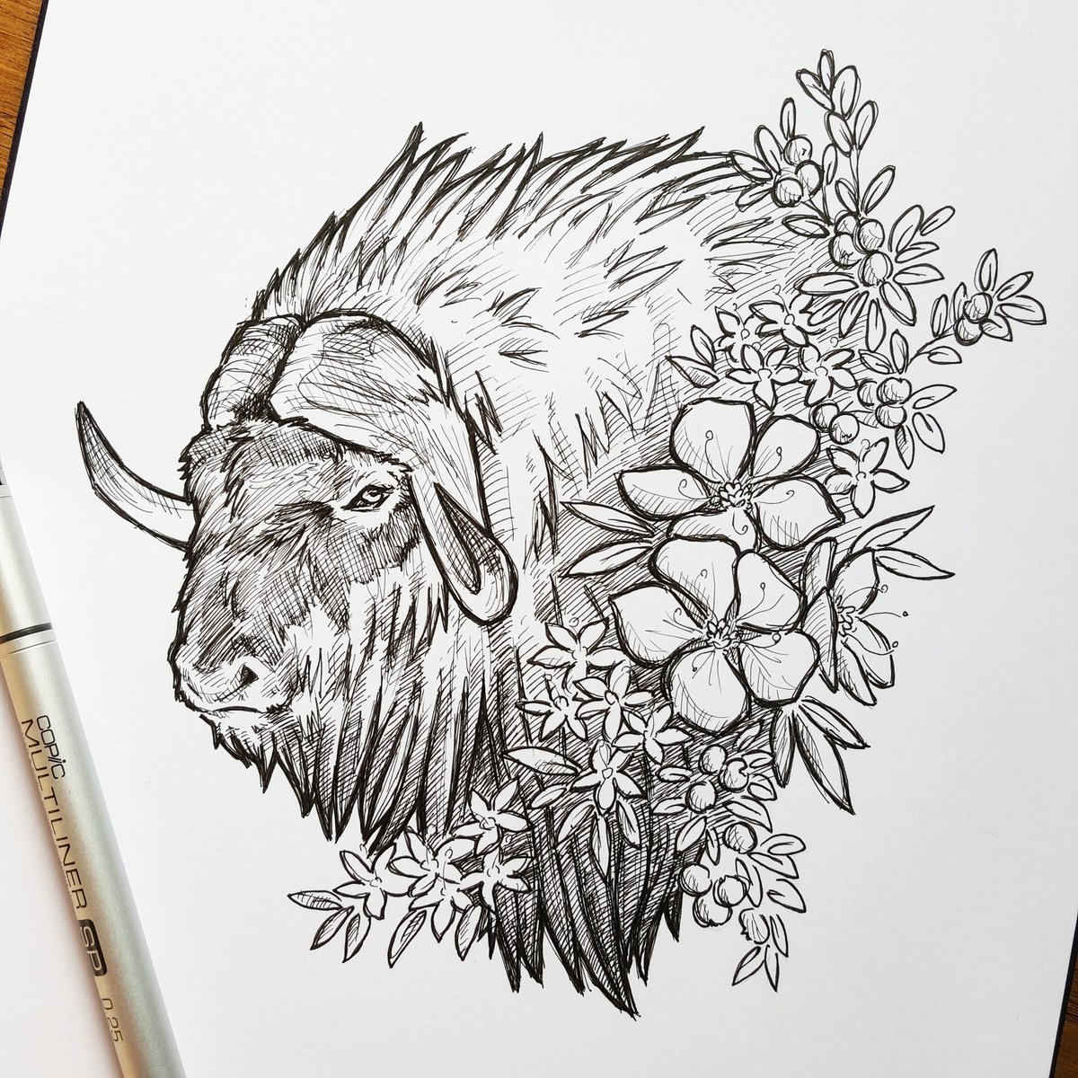 Musk Ox Drawing
