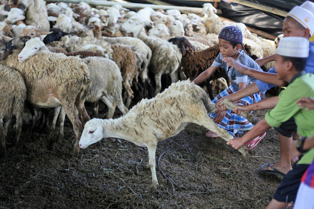 Muslim kids in indonesia are catching a sheep to slaughter for eid al ...