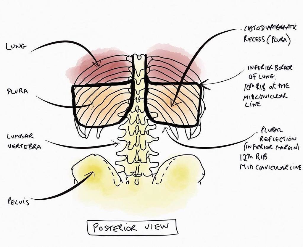 Costodiaphragmatic Reflection