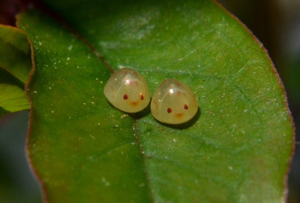 Cute Bugs In Real Life