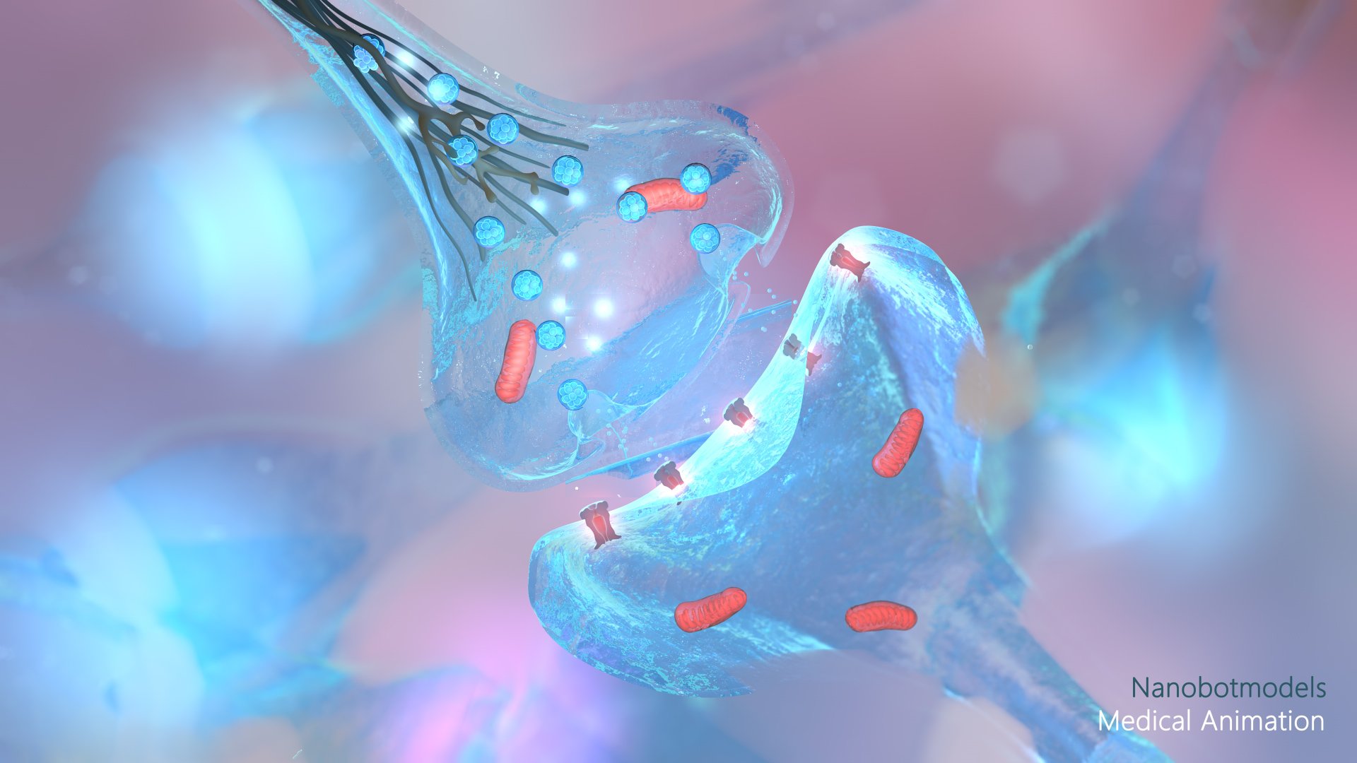 Synaptic Cleft Animation