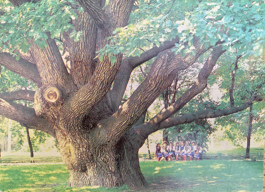 Russian Oak Tree Concordia Hybrid Oak Tree Wildlife Food Source