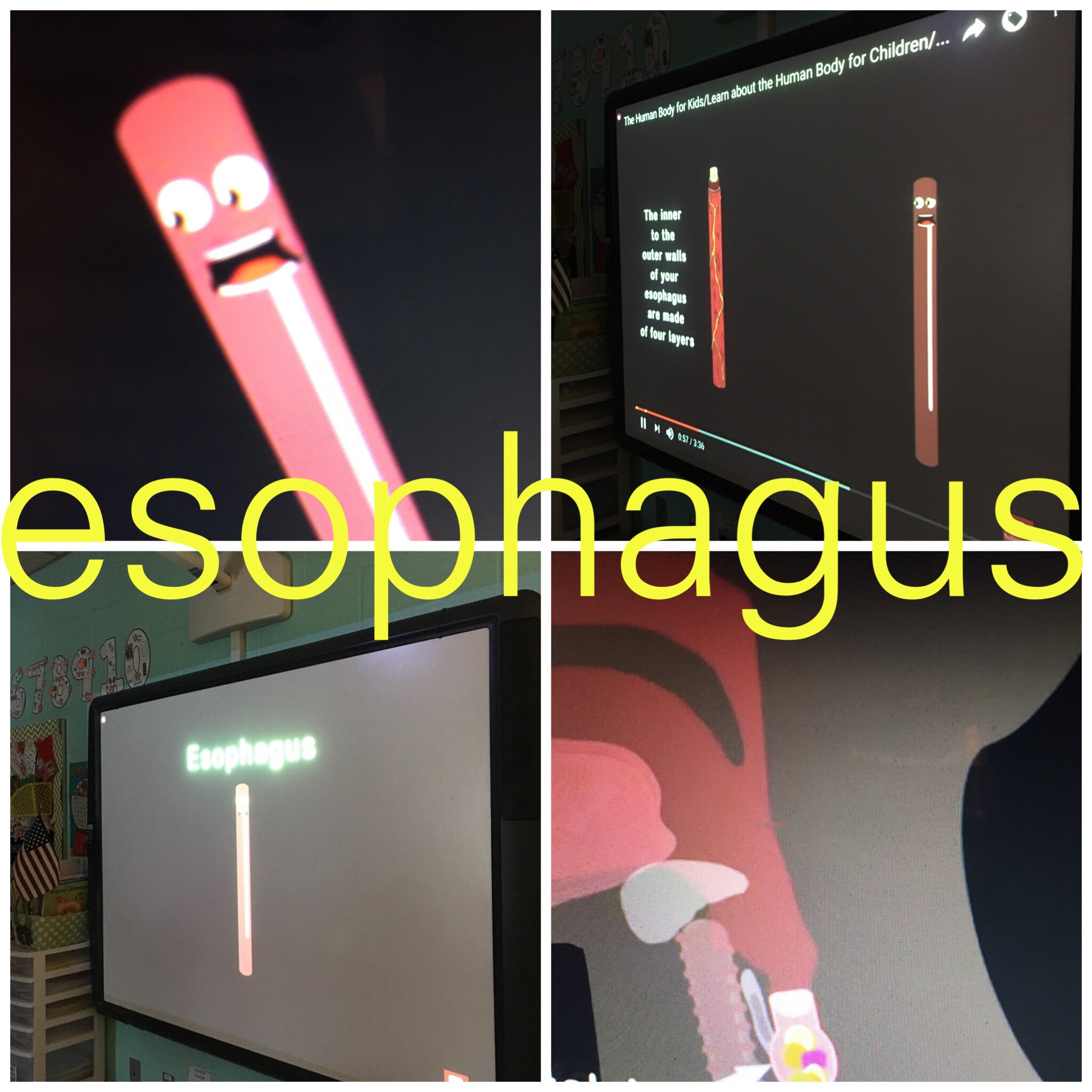Esophagus For Kids