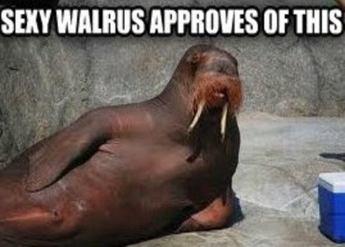 Walrus Diabeetus