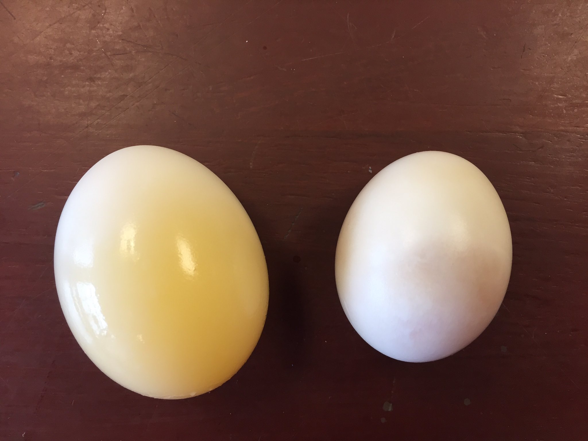 Hypertonic Egg