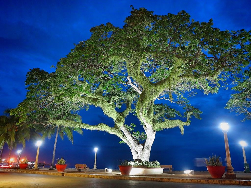 Philippine Acacia Tree