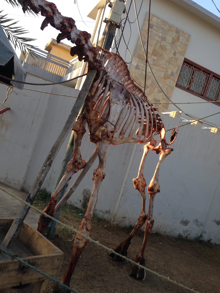 Qurbani Camel Qurbani Camel