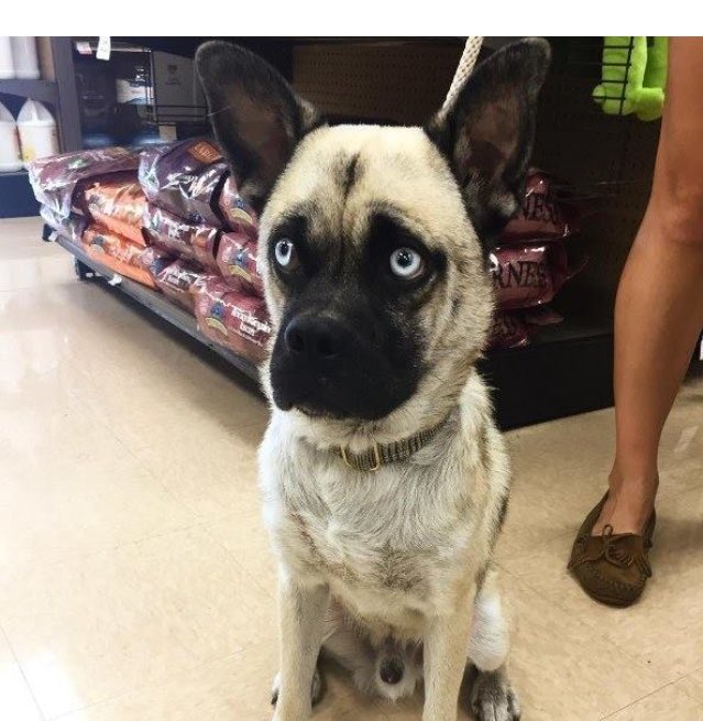 Cruce entre pug y husky +roto2 - Forocoches