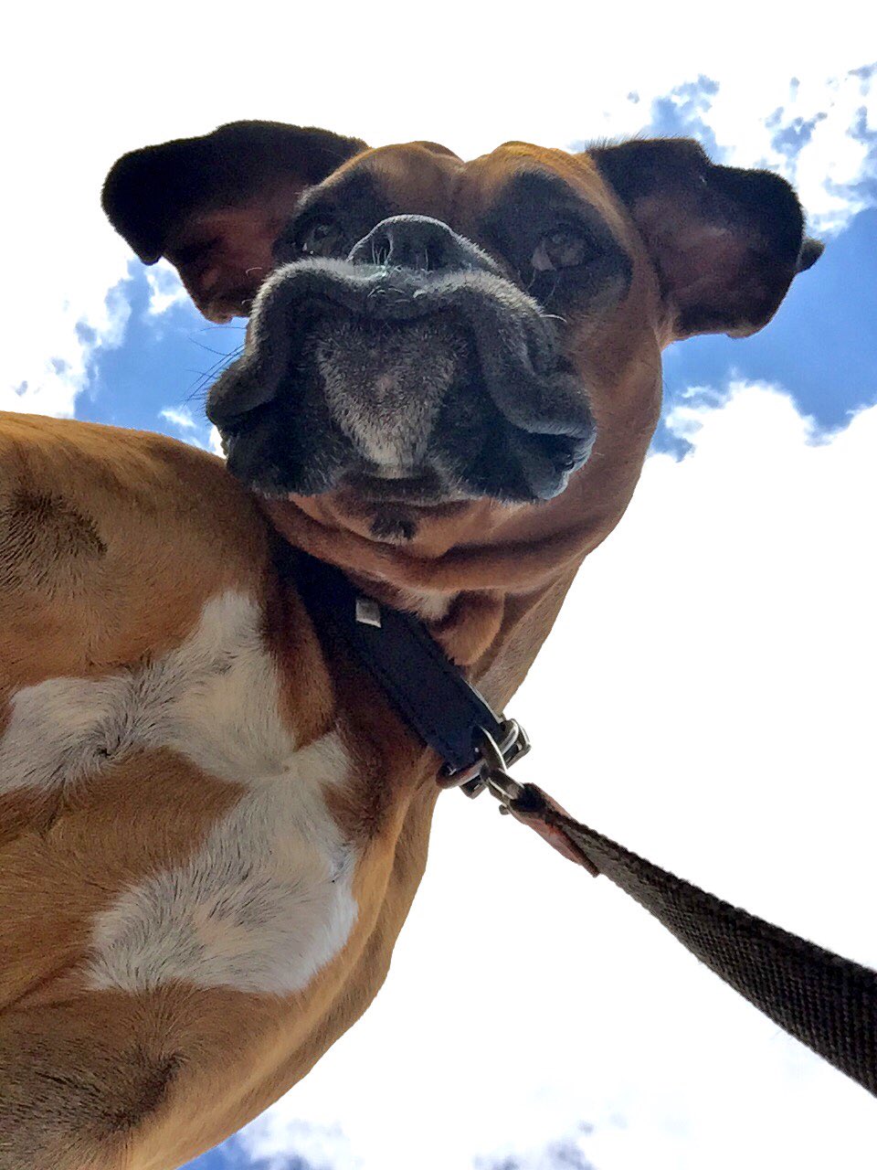 Why Does My Dog Always Look Down