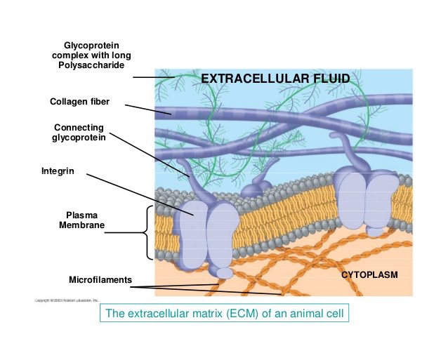 Extracellular Matrix