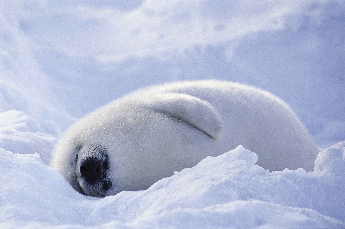 White Baby Harp Seal