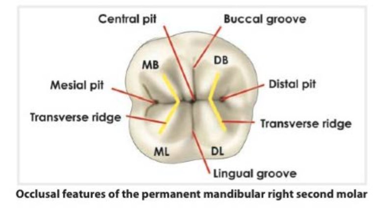 Lower Molar Occlusal Anatomy Occlusal Anatomy Of Maxillary First Molar