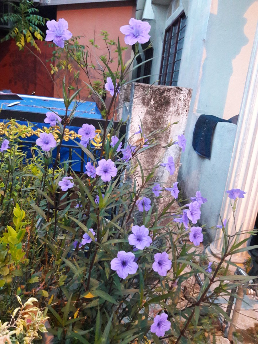 Terkeren 13+ Gambar Bunga Kembang Pagi - Gambar Bunga Indah