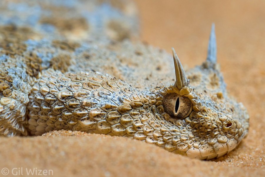 Arabian Horned Viper