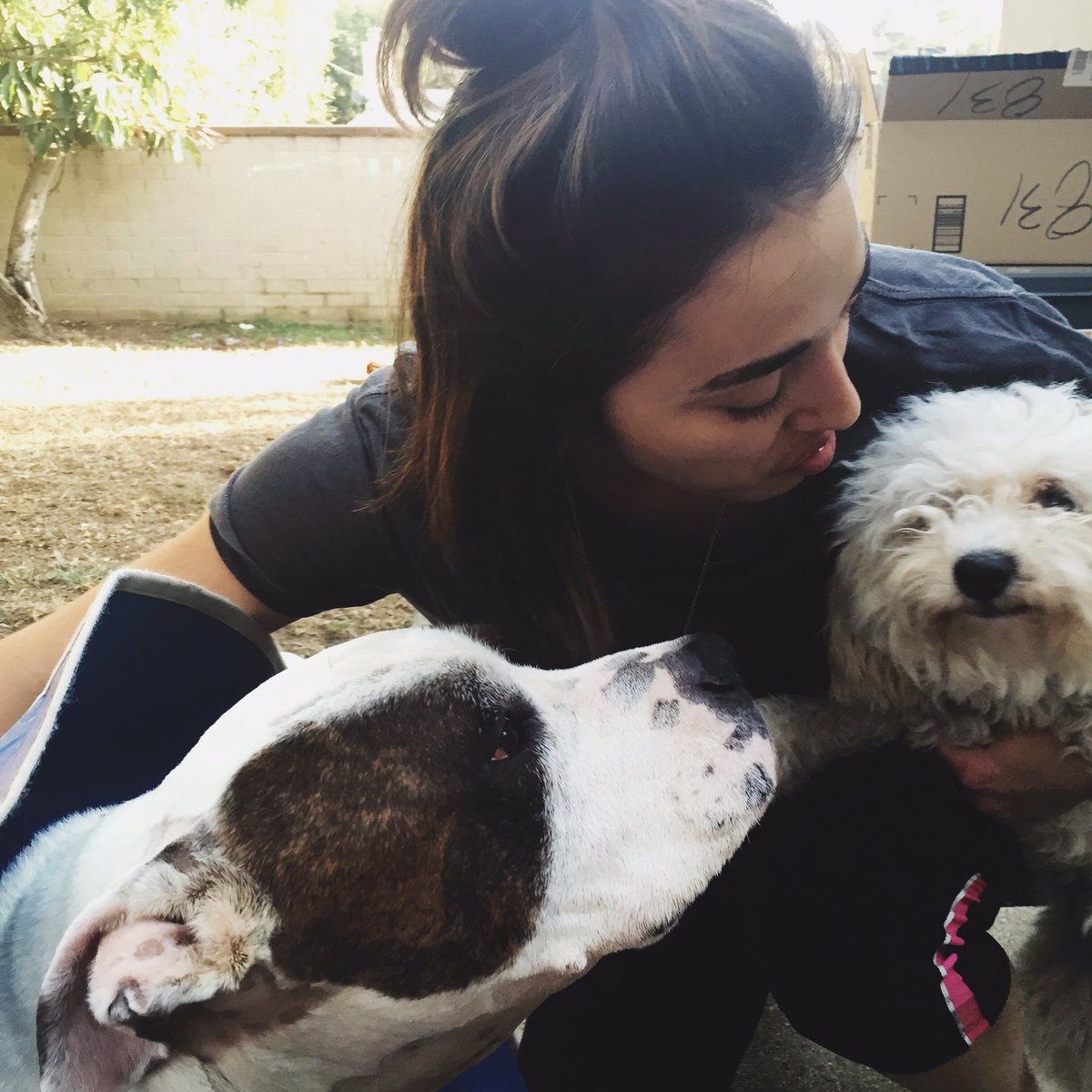 Ron Swanson The Dog (@RonSwansonTD) | Twitter