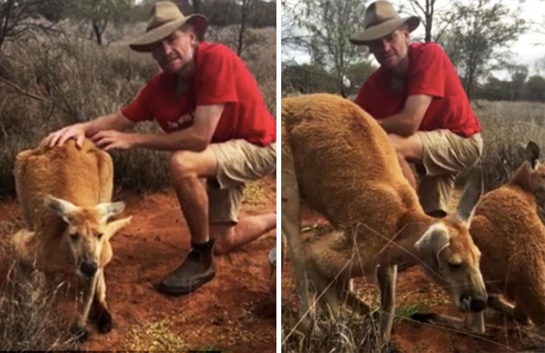 Roger the ripped kangaroo is suffering from arthritis and vision loss ...