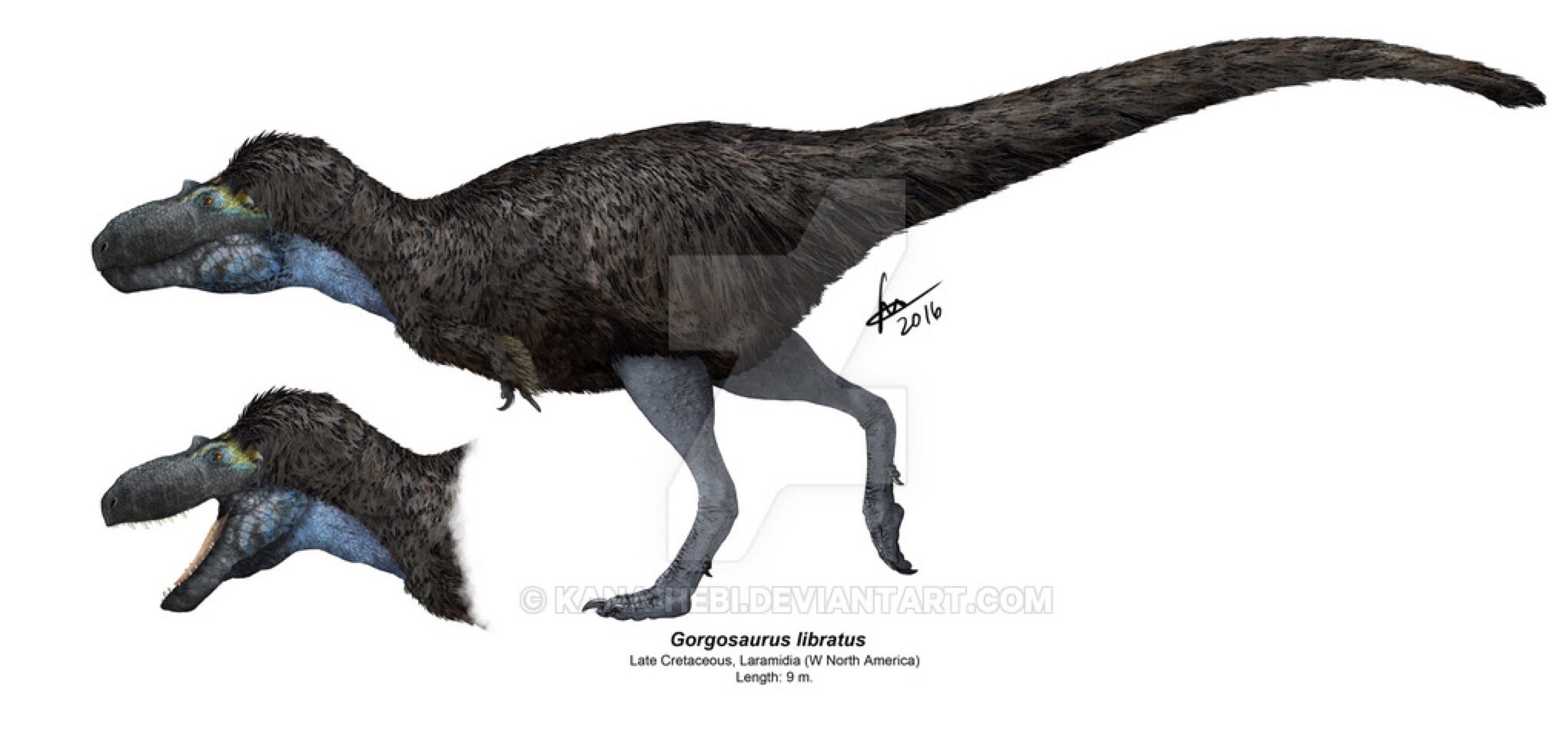 Gorgosaurus Feathers