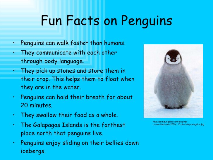 Penguin Love Facts penguin-love-facts