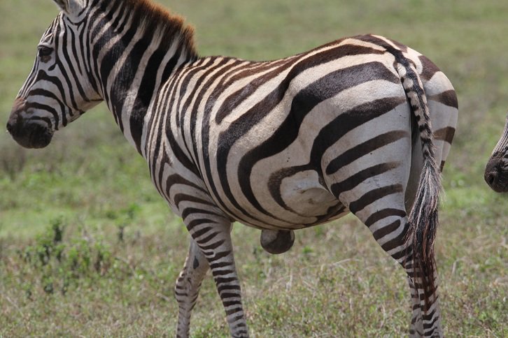Obese Zebra