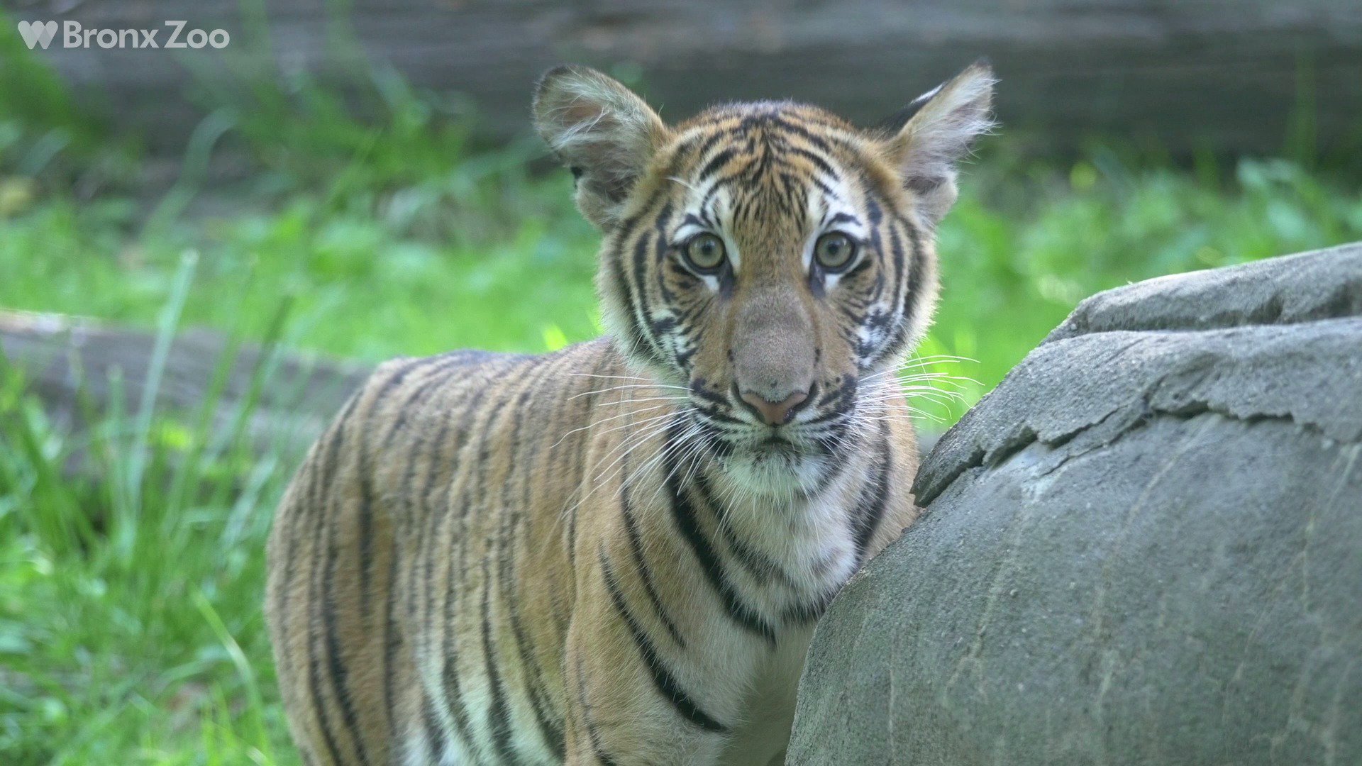 Bronx Zoo Tiger Mountain