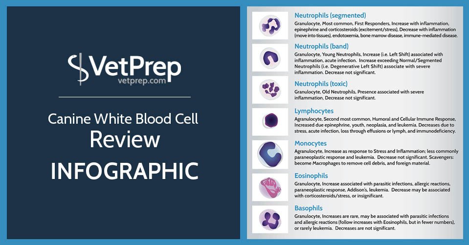 Canine White Blood Cells Blood Smear Findings In A Dog