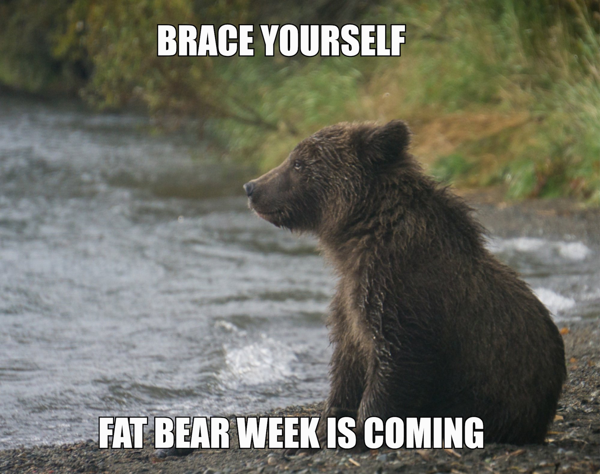 Funny Bear Memes