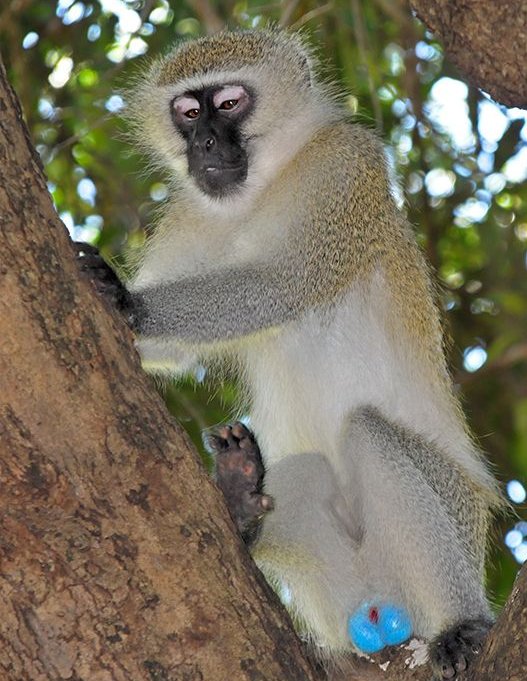 Why blue is so rare in animals | Page 2 | O-T Lounge