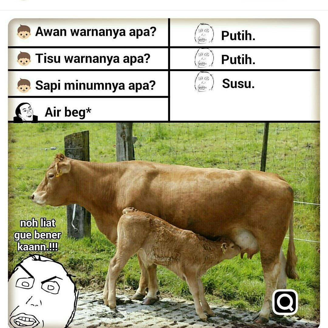 Memes Susu Sapi