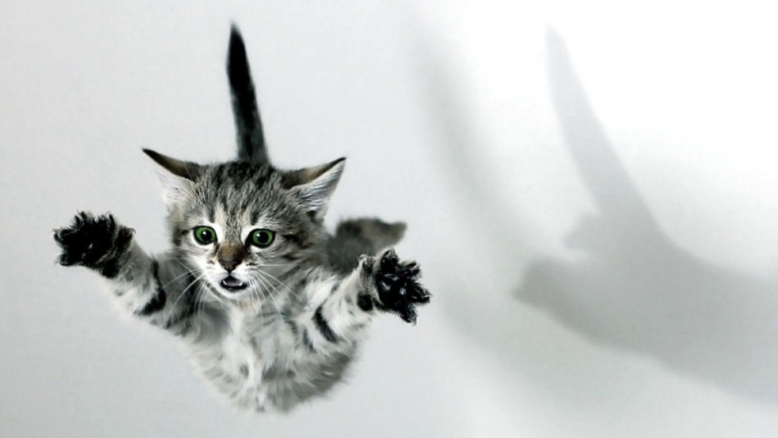 Cat Pouncing Towards Camera