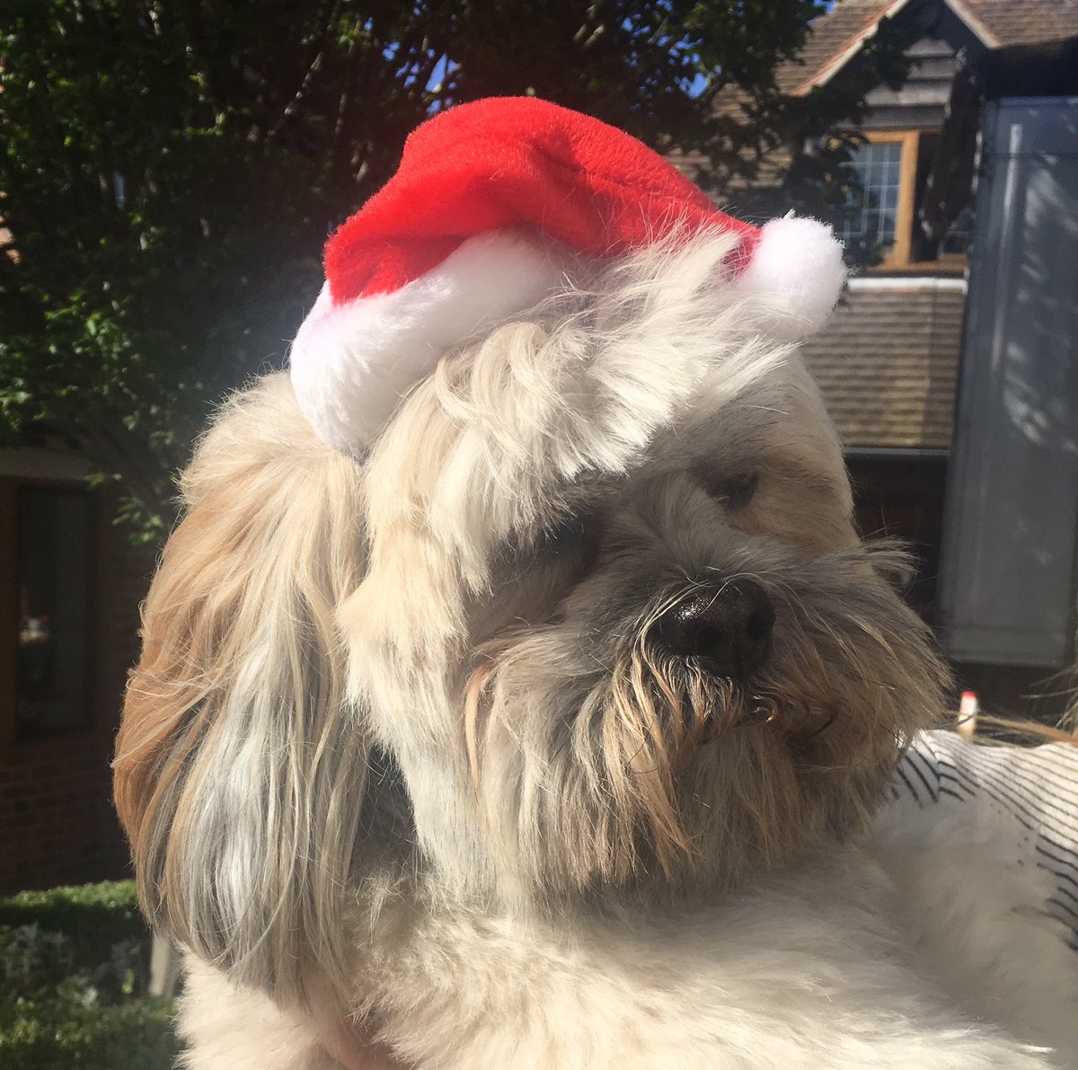 What Kind Is James Martins Dog