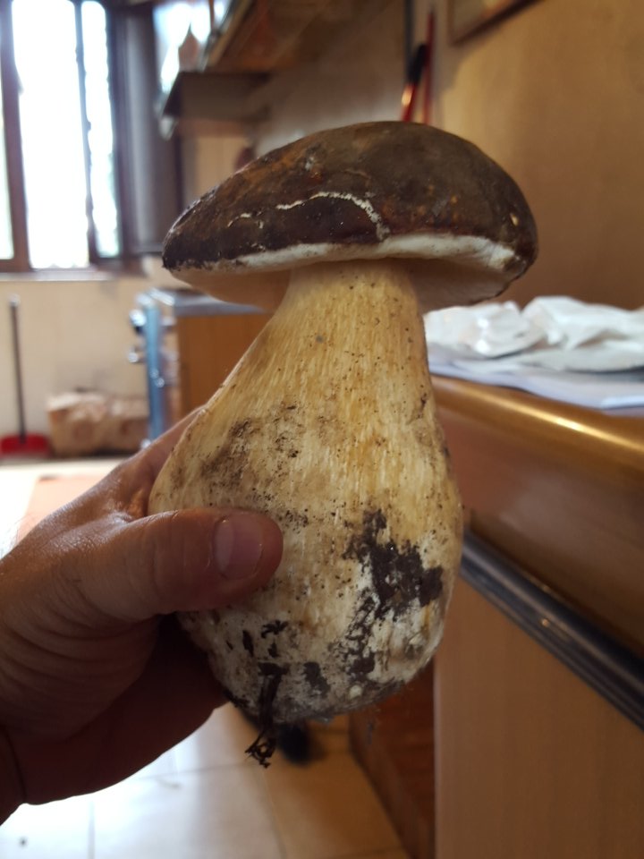 Pasquale Mancuso (@PasqualeMancus8) | Twitter