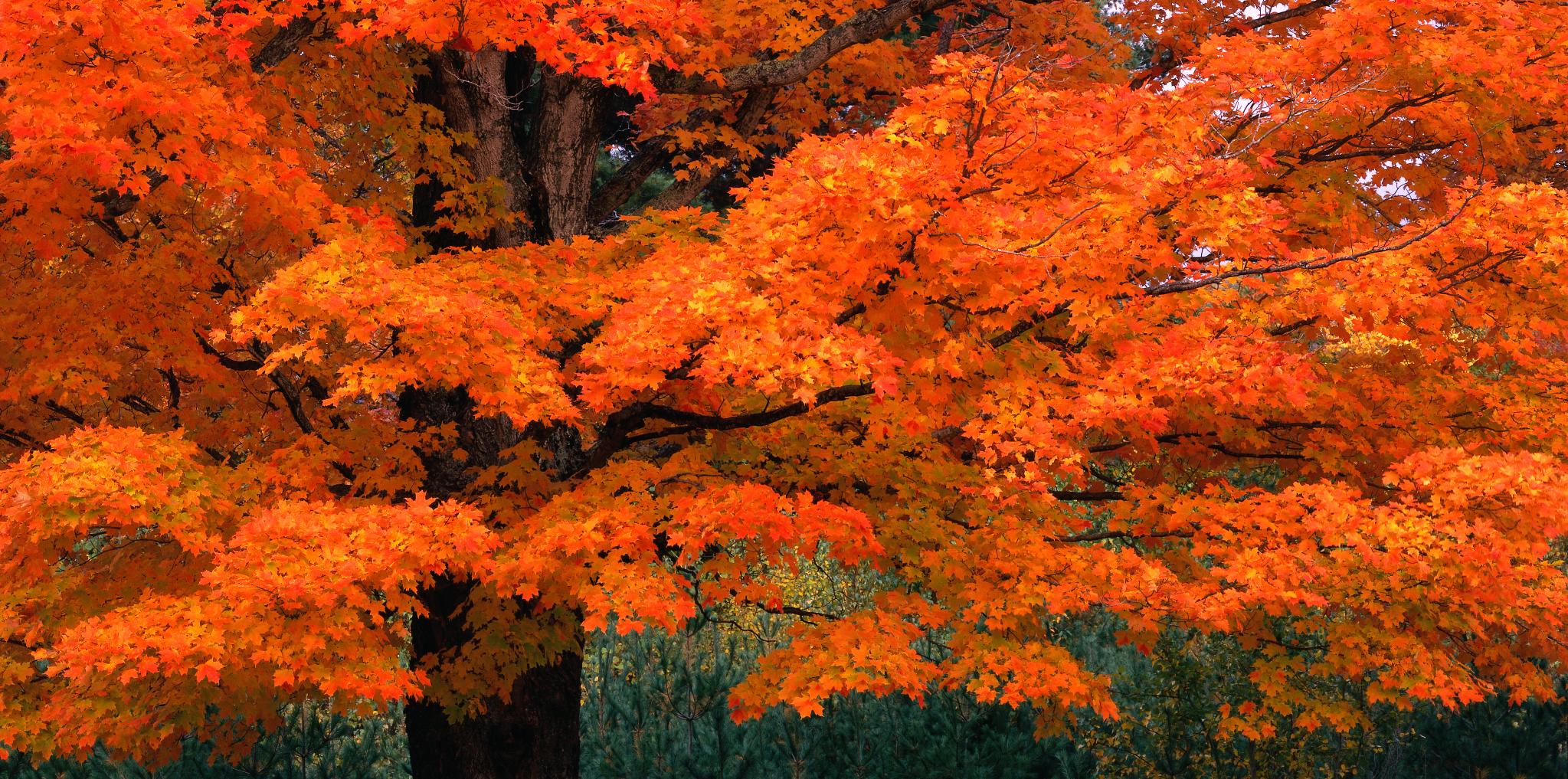 Deciduous Forest Maple Tree