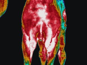 Equicare-Plus (@EquicarePlus) | Twitter