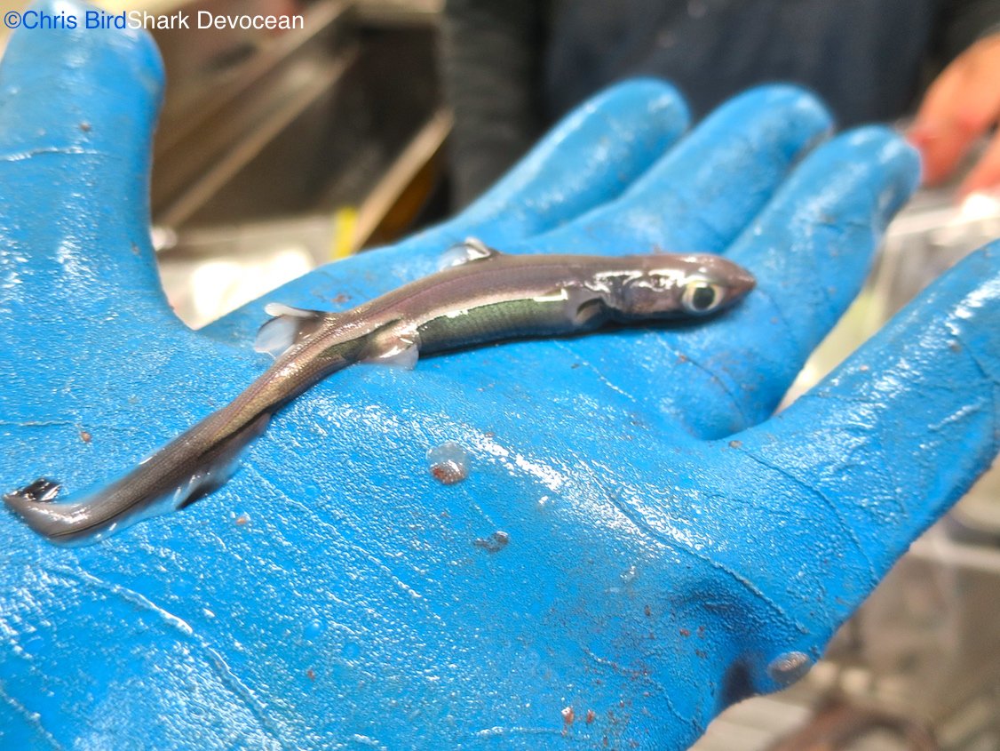 Smallest Shark Species