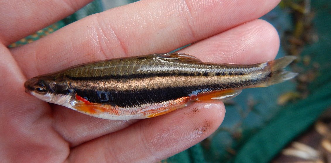 Southern Redbelly Dace