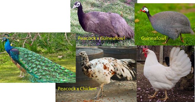 Peacock Chicken Hybrid