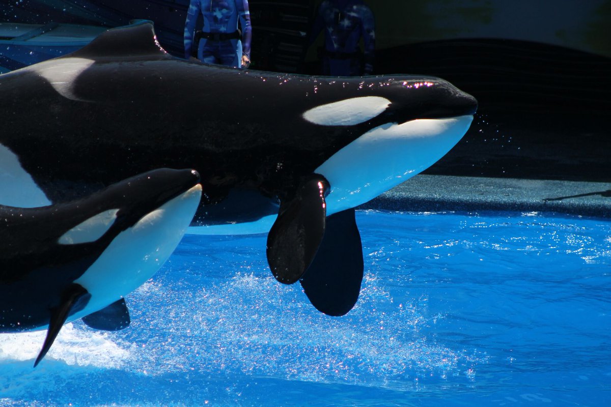 Orca Takara is pregnant. SeaWorld is ending orca breeding, so once she ...