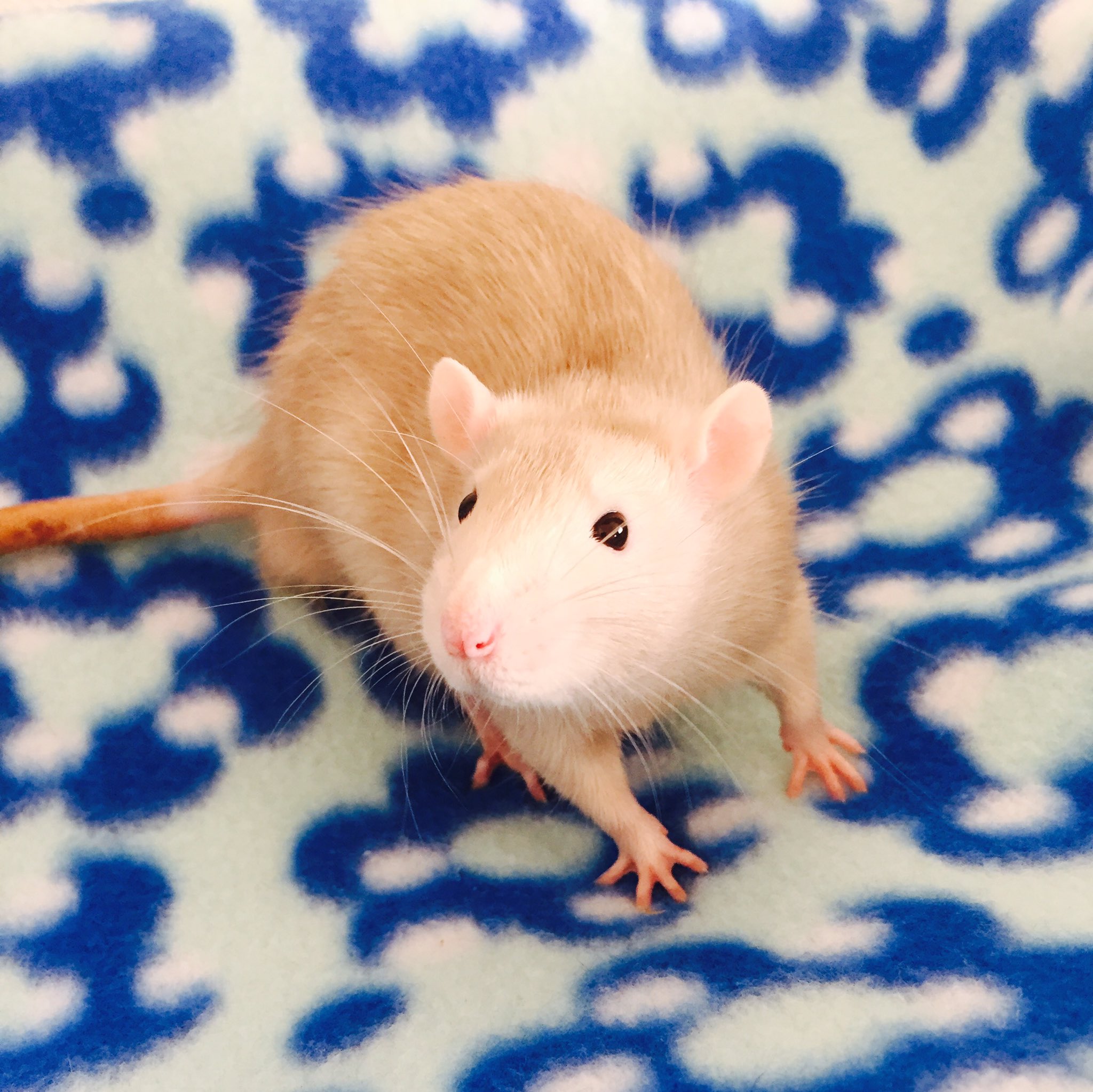 TW Pornstars - Ayli Katt. Twitter. I got such a good picture of Muzzio today. 💜 #mtgpets. 12:00 ...