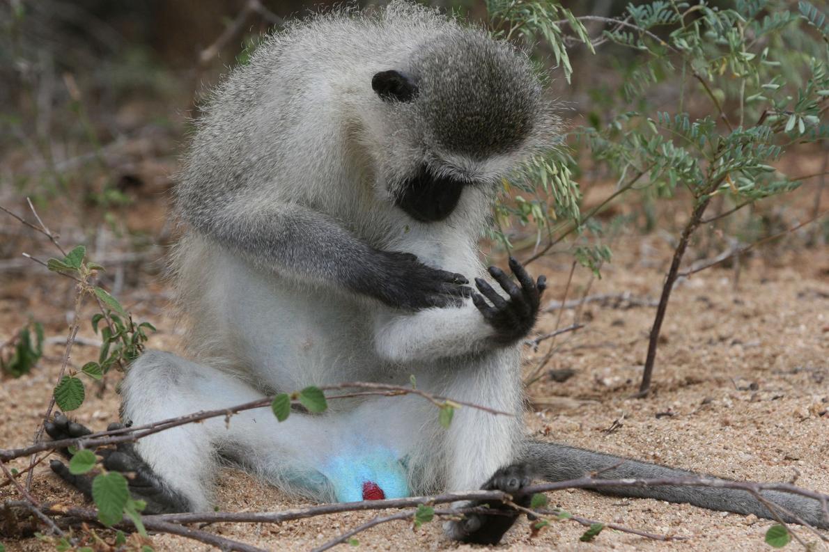 Testículos azules. ¿Sabrías decirnos por qué tanto los mandriles como ...