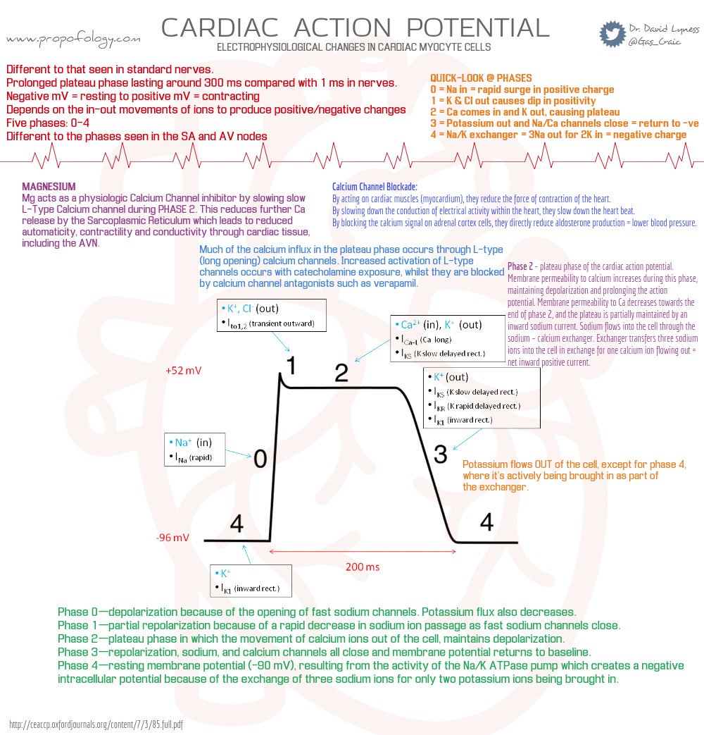 Cardiac Action Potential Graph