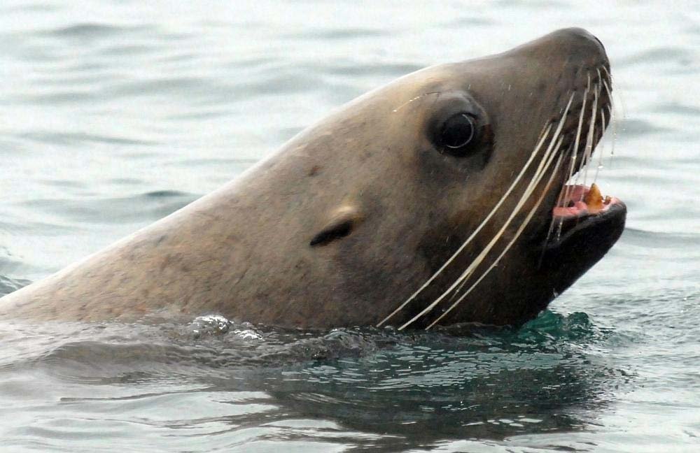 The World s Most Murderous Mammal Is Probably Not What You Think It Is the-world-s-most-murderous-mammal-is-probably-not-what-you-think-it-is