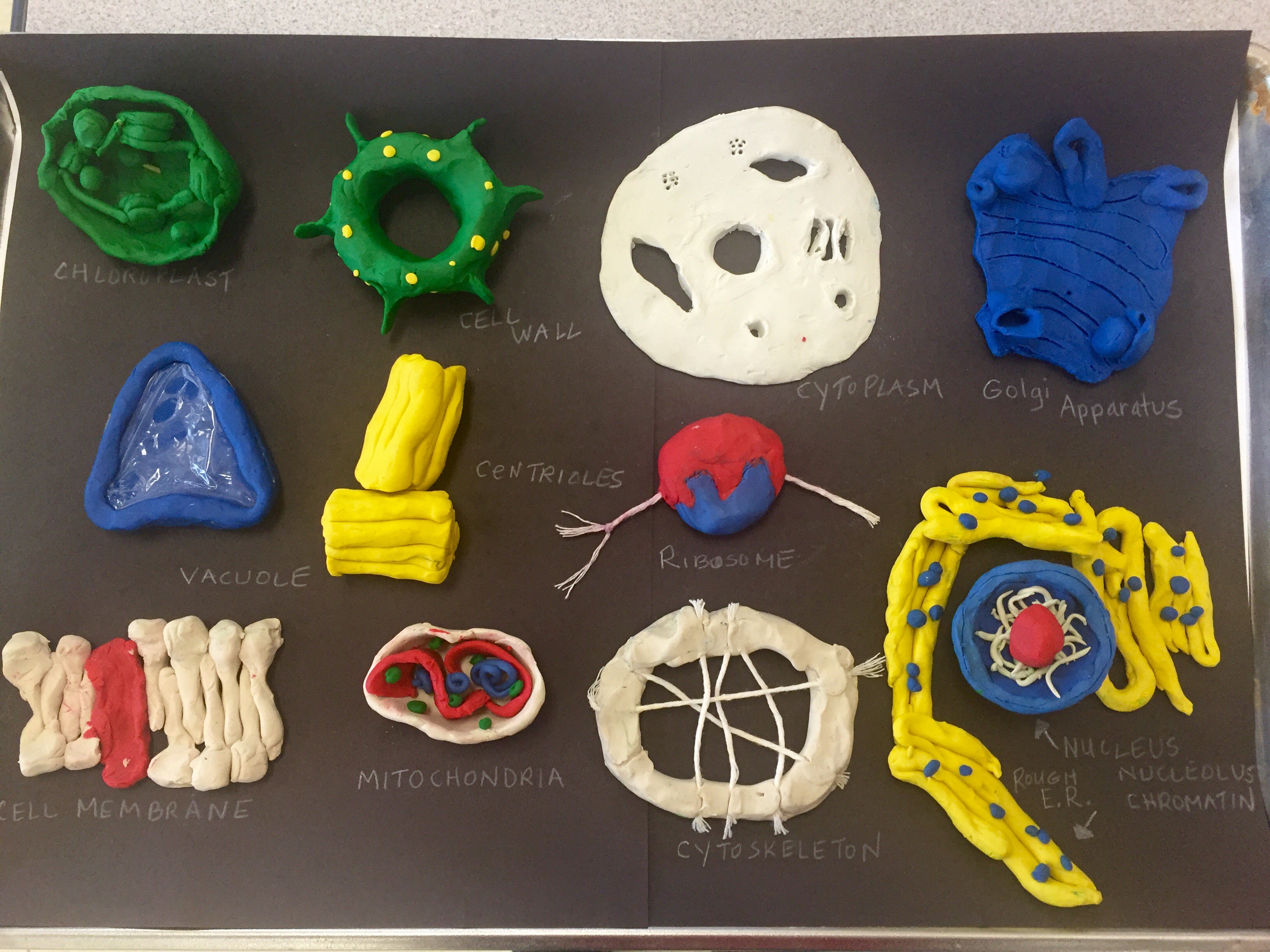 Mitochondria Clay Model