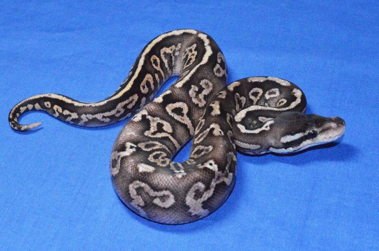 Black Pewter Ghost Ball Python