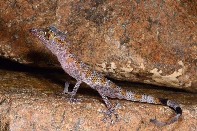 Lizard unique to UAE at risk due to loss of habitat | The National ...