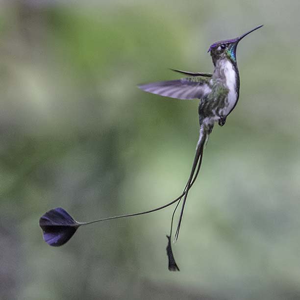 Spatuletail Hummingbird