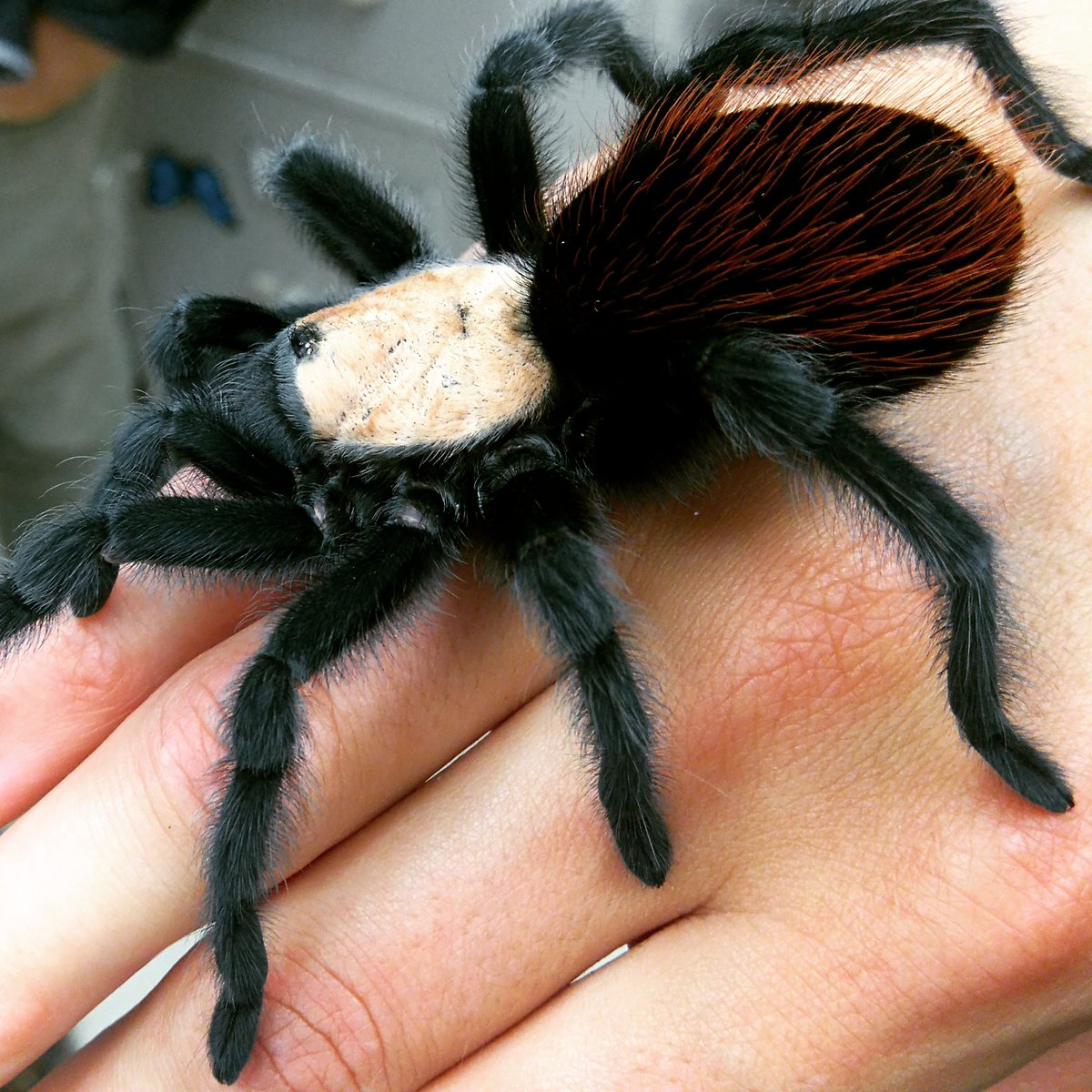 Red Rump Tarantula